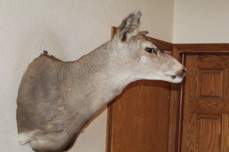 Mule Deer Head Shoulder Mount Taxidermy Mount Antler Hunt Whitetail ...