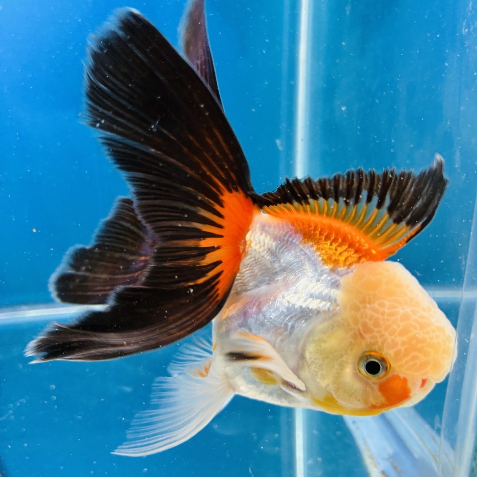 Thai oranda goldfish Tricolor Tropical fish ( M Pack 1) Size 4 inches ...