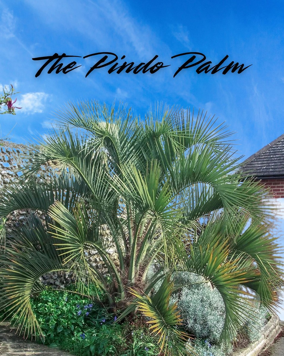 Pindo Palm