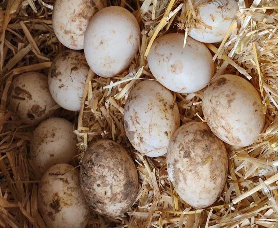 12 Fertile Duck Hatching Eggs Barnyard Mix | eBay
