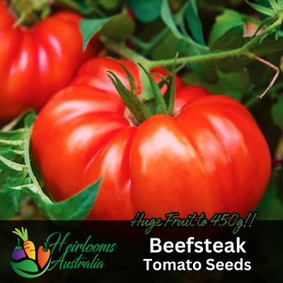 TOMATO 'Beefsteak' 25+ seeds Heirloom Vegetable Garden HUGE FRUIT TO ...
