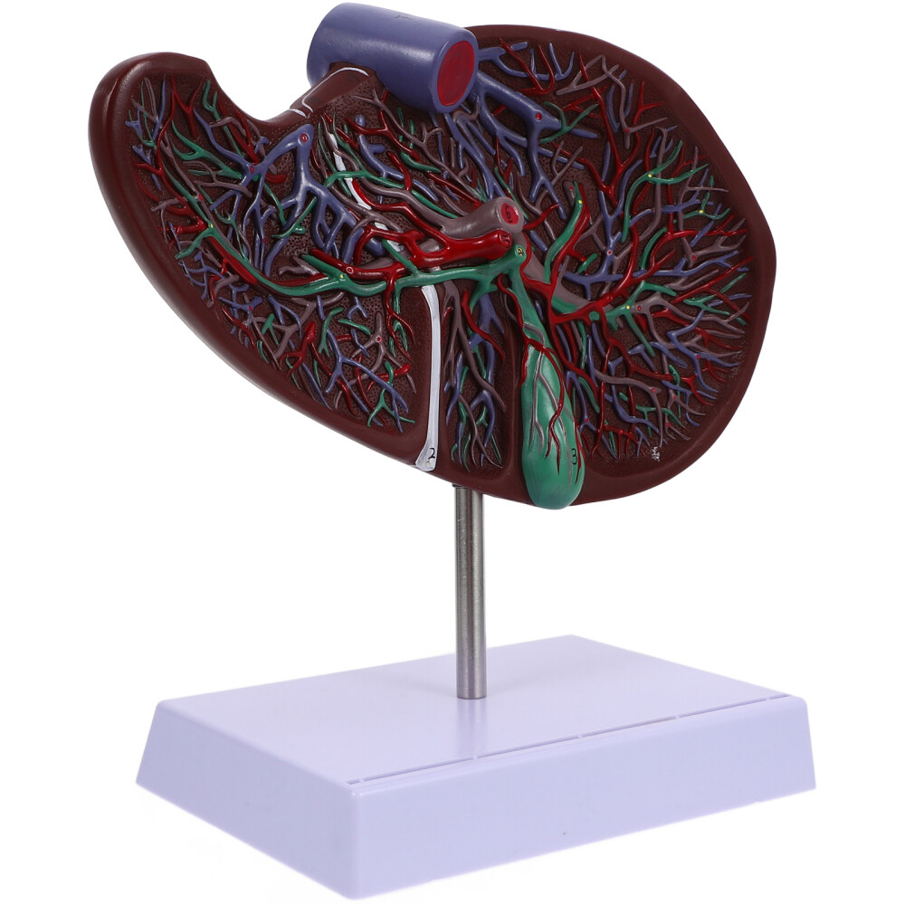 Anatomical Liver Model Formula Medical Liver Model Liver Anatomical ...