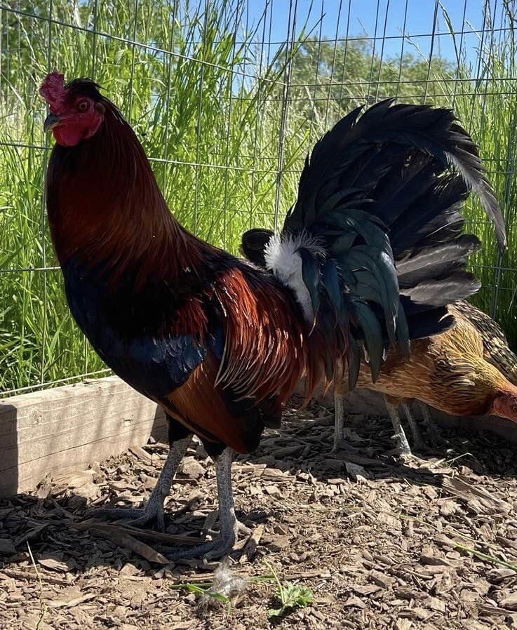 Blue Fever Gamefowl