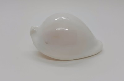 White Egg Shell Cowrie Ovula Ovum Shellfish Mollusks Seashells Sea ...