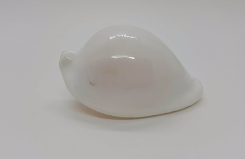 White Egg Shell Cowrie Ovula Ovum Shellfish Mollusks Seashells Sea ...