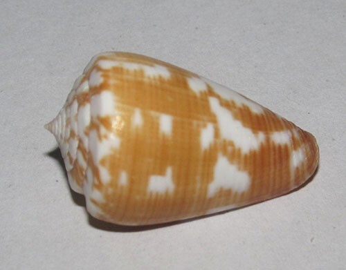 30 mm Conus Venulatus Cone seashell From Boavista Island, Cape Verde ...