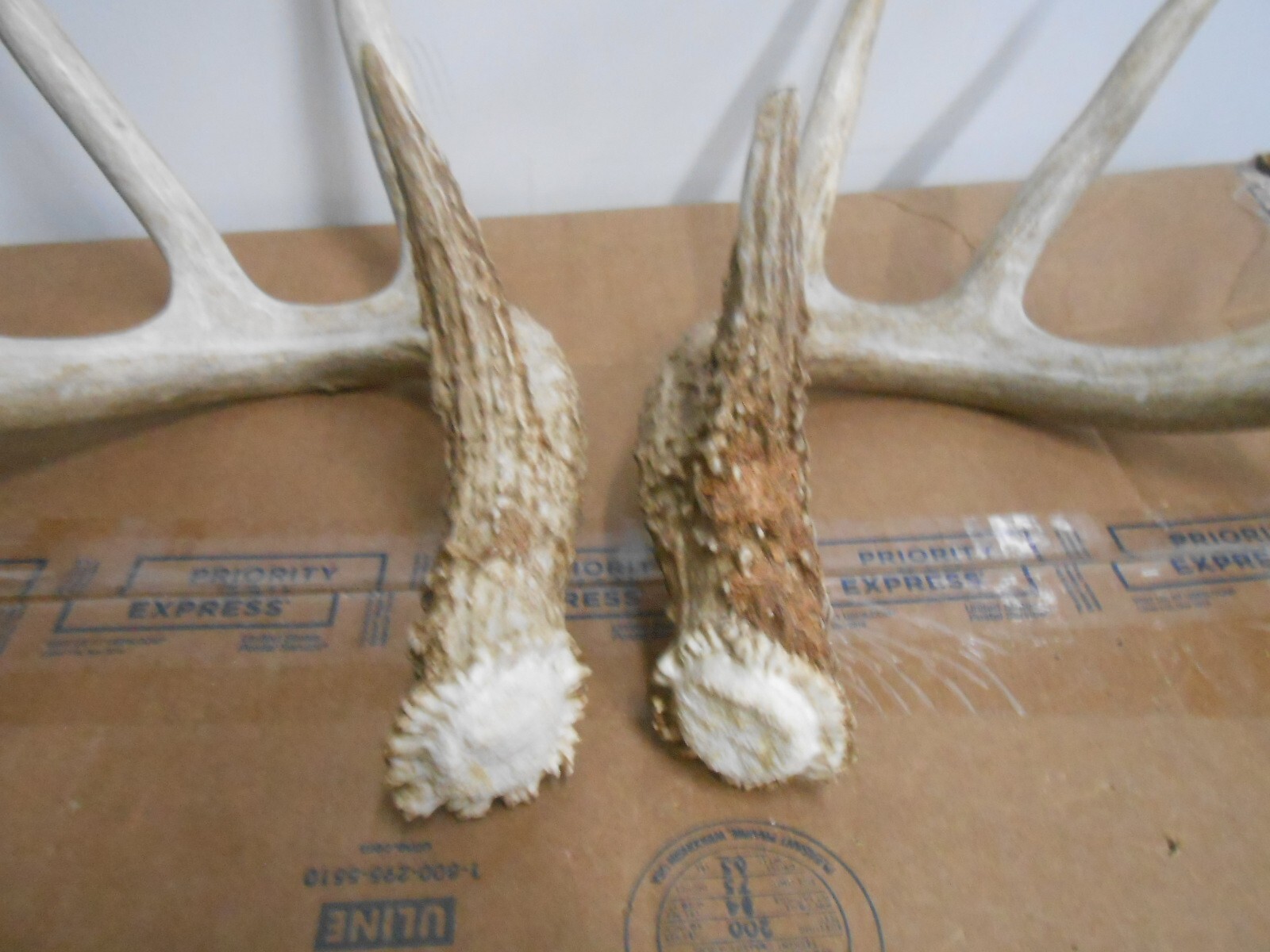 Clean 5x5 WHITETAIL DEER sheds 130 0/8 Antlers mule mount taxidermy elk ...