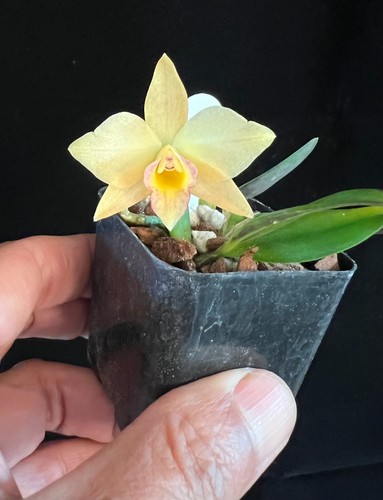 DO - Sl. Pygmy Orb (pygmaea x alaorii) micro mini-catt, Orchid, cute ...