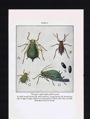 Aphis pomi - Green Apple Aphis- 1934 Scientific Print - Insects | eBay