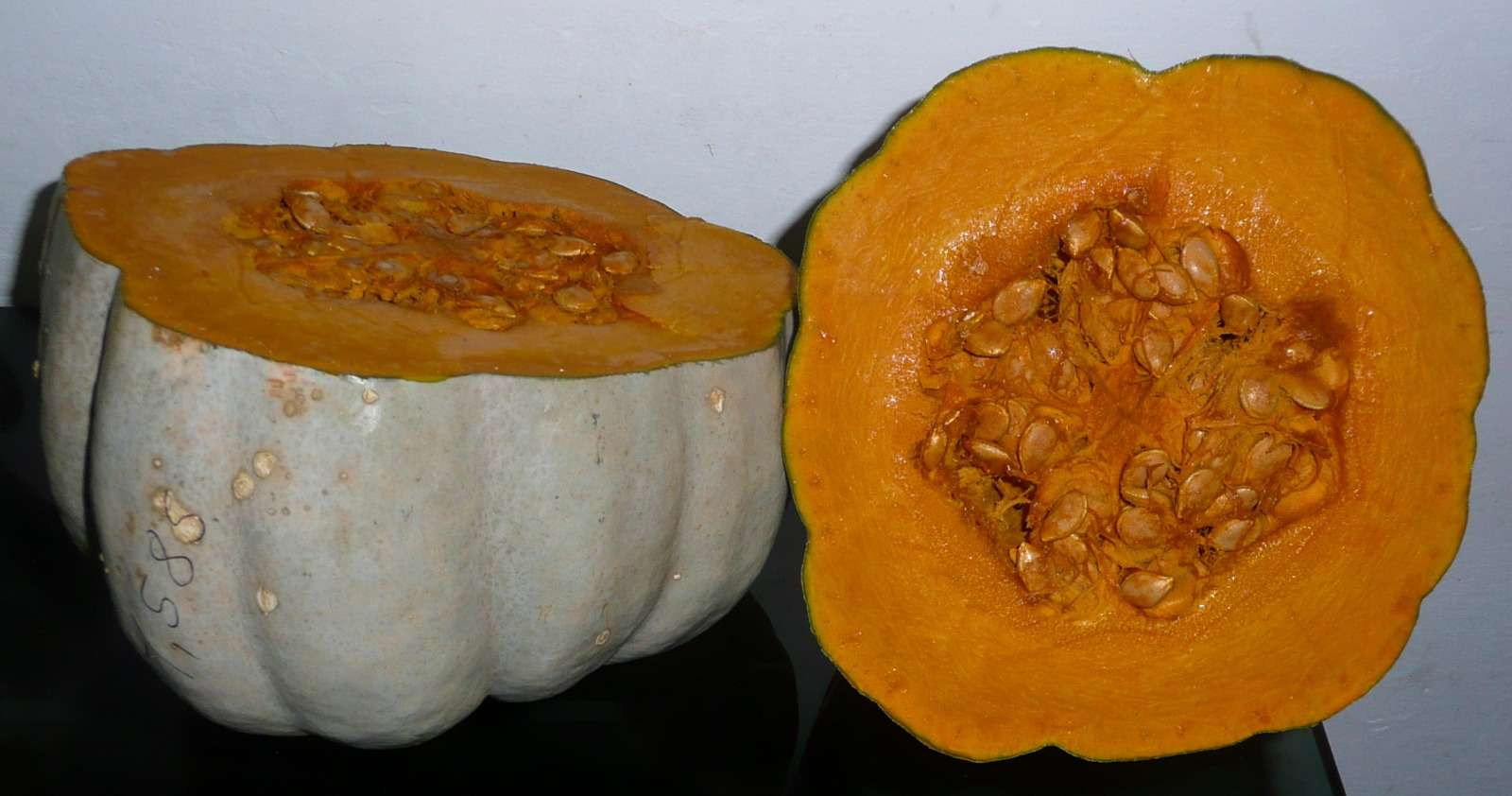 Pumpkin ZAPALO PLOMO- Pumpkin Seeds- ANCIENT PUMPKIN VARIETY-Min 10 ...