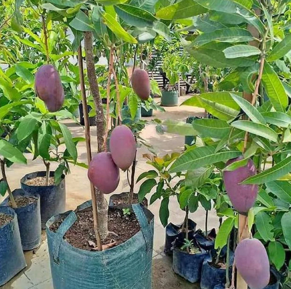 Graftedd Irwin Superior Mango Fruit Plant Seeds | eBay