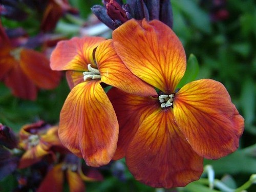 CHEIRANTHUS CHEIRI MIX - WALLFLOWER (600 SEEDS) | eBay UK