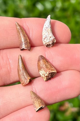 Fossil Phytosaur Teeth LOT OF 5 Redondasaurus Triassic Dinosaur New ...