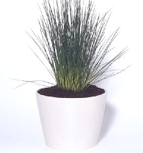 Juncus inflexus Blue Arrows 10 seeds (MSP | eBay