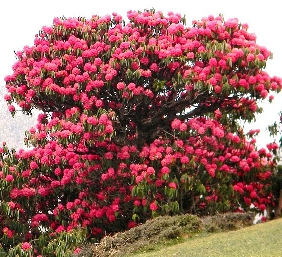Rhododendron Tree