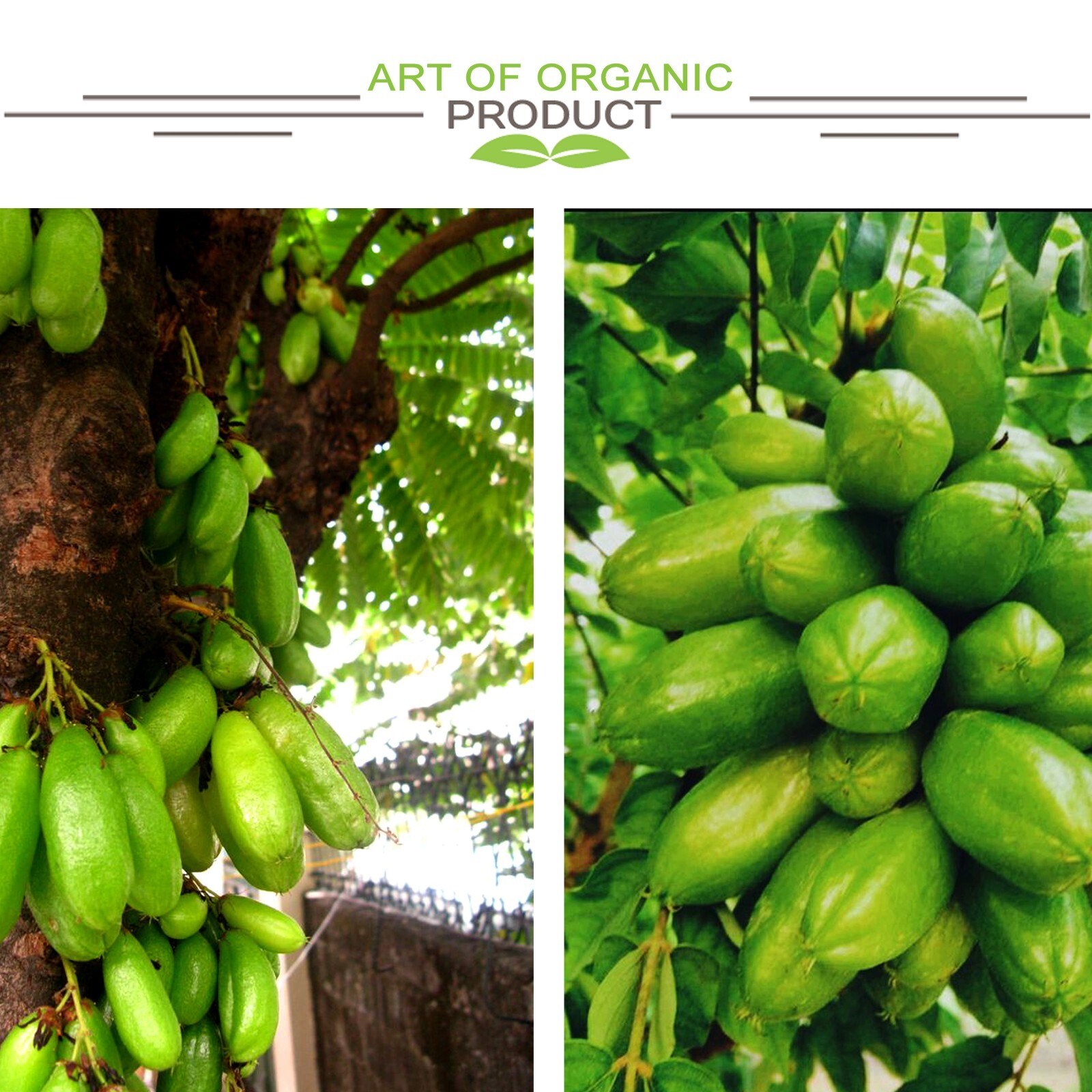 Dried Averrhoa Bilimbi Leave kamias ceylon organic Tropical rare ...