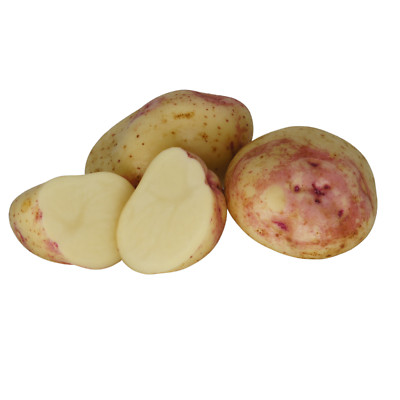 Cara Potatoes from UK | Finest Culinary Potato | *Free UK Postage ...