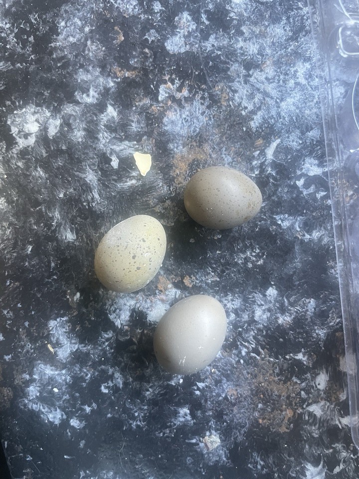 12+ Fertile Button Quail Eggs Chinese Painted Button Quail Eggs ...