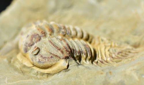 SCREAMINGLY RARE Blackwelderia Trilobite, Upper Cambrian, Kushan ...