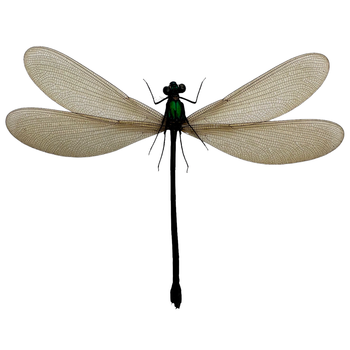 Damselfly Quotes Sussex Dragonflies
