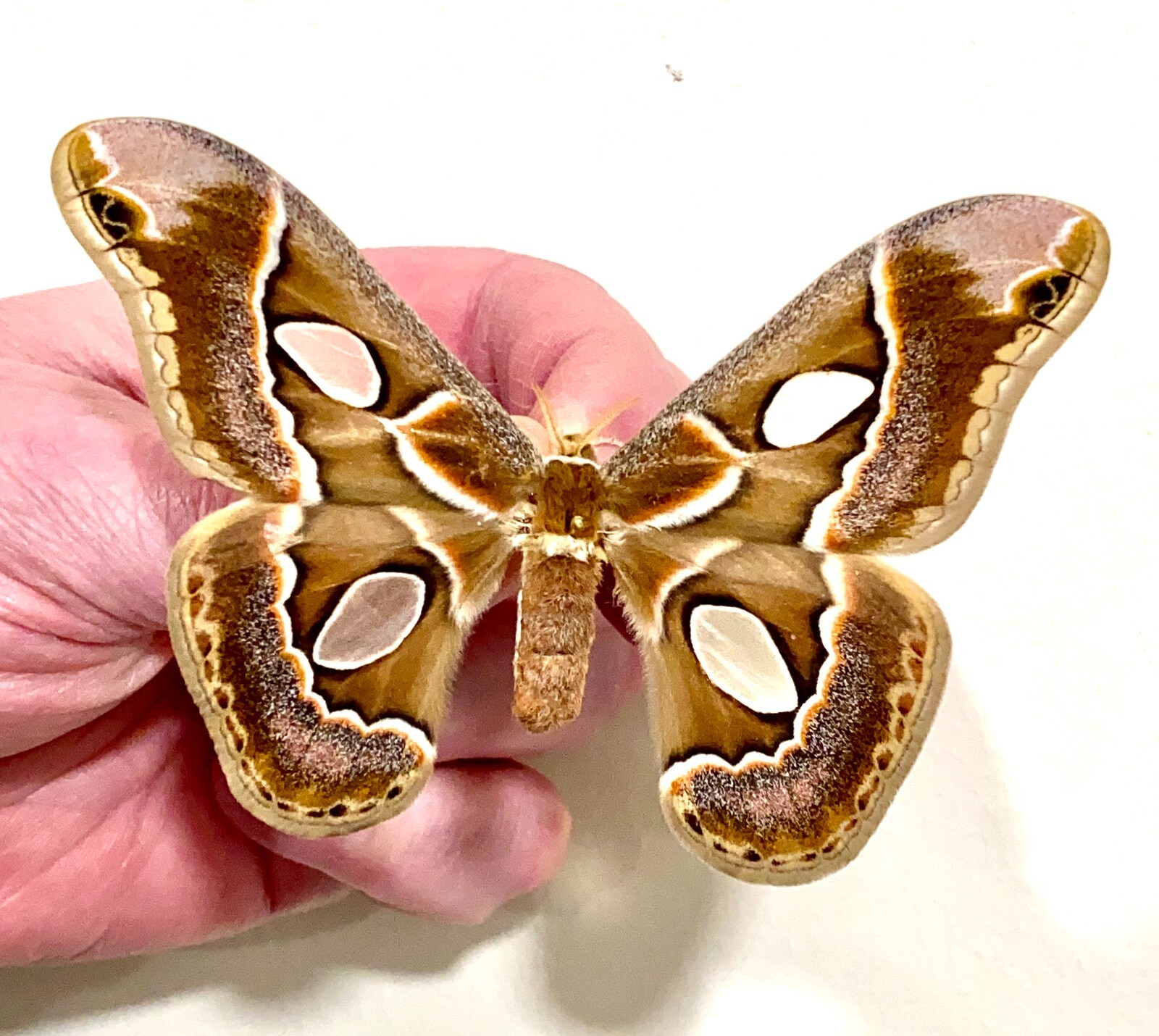 Insect Moth Rothschildia lebeau-Giant Peruvian Moth-A1 Perfect MALE ...
