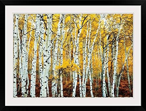 FRAMED Yellow Aspen Grove Birch Trees Forrest 40x30 Art Print Poster ...