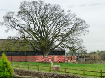 PHOTO LLAMA UNDER AN OAK TREE AT ULNABY PART OF A FARM SHOP COMPLEX AT ...