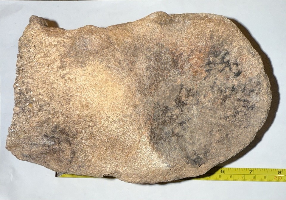 Ice Age Pleistocene Mammoth Mastodon Long Bone Radius | eBay