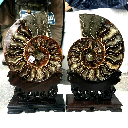 A pair Ammonite Disc Fossil Conch Specimen quartz Reiki Healing+Stand ...