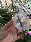 10Pcs Visible Plant Flower Root Graft Balls Clear High Pressure ...