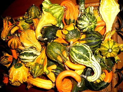 BEAUTIFUL MIX OF AUTUMN WINGS GOURDS! 20 SEEDS! GREAT FOR CRAFTS ...
