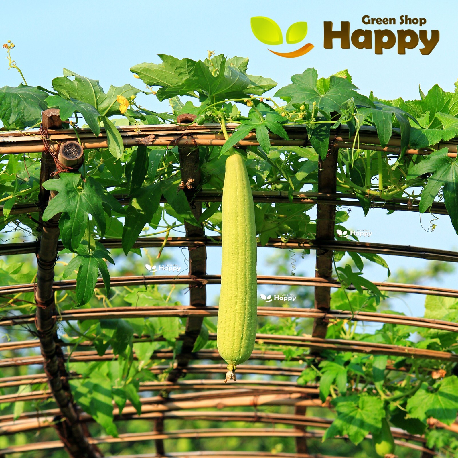 VEGETABLE SEEDS GOURD - 15 SEEDS - LUFFA VEGETABLE SPONGE - Cucumber ...