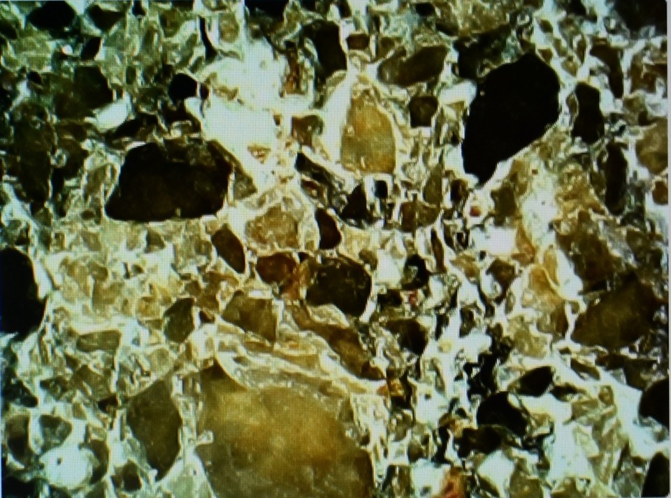 Agatized Coral Fossil Ancient Seabed in North Carolina AVSB-2005-001 ...