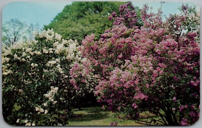 Lilac Time Highland Park Rochester New York Postcard S303 | eBay