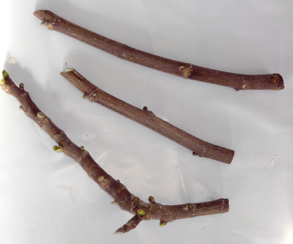 Fresh Petite Negri Fig Cuttings,2 Cuttings, Dwarf Fig Tree Cutting ...