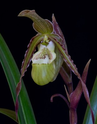 Phragmipedium Amazonica Orchid - In-Spike! - Compact Variety | eBay