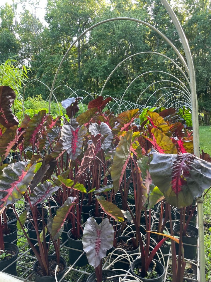 Colocasia Redemption / Elephant Ear – Large 1 Gallon Size - Largest on ...