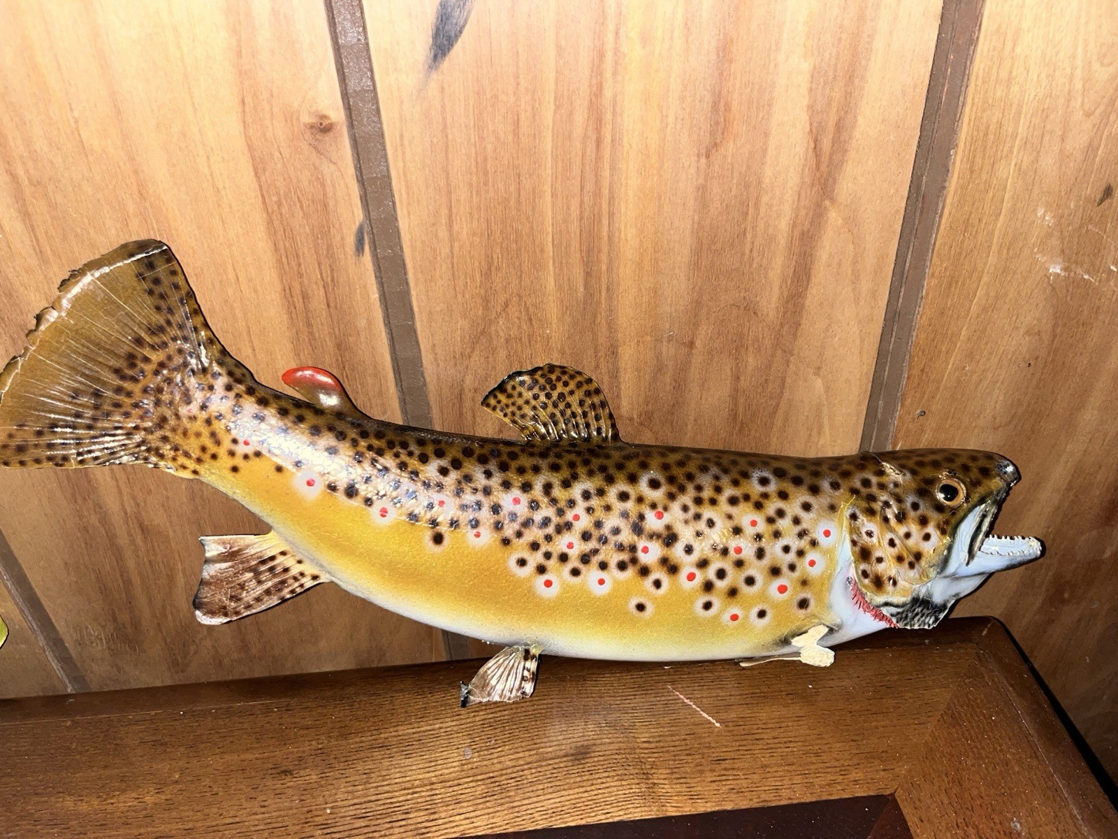 Brown Trout Fish Wall Mount Taxidermy Display From Animal Species ...