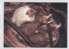 1993 CARDZ San Diego Zoo Two-Toed Sloth #44 0m0 | eBay