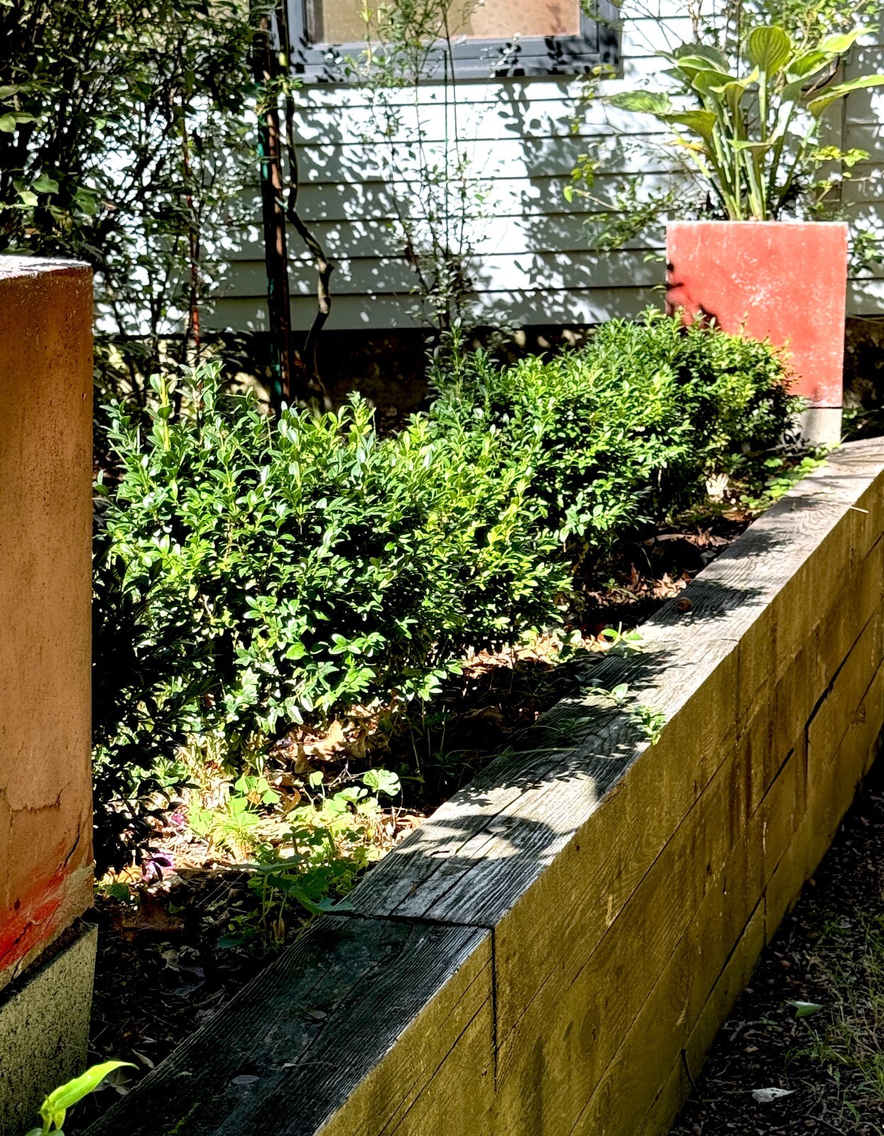 American Boxwood, Variety Sizes, Hedges Green Outdoors Live Deer Free ...