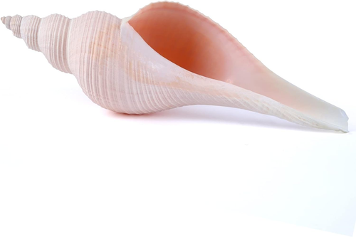9"-10" Large Natural Conch Shells Big Seashells Great for Beach Theme ...