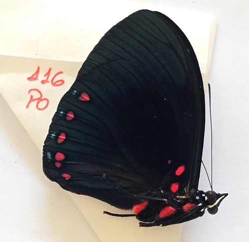 116 Nymphalidae | eBay