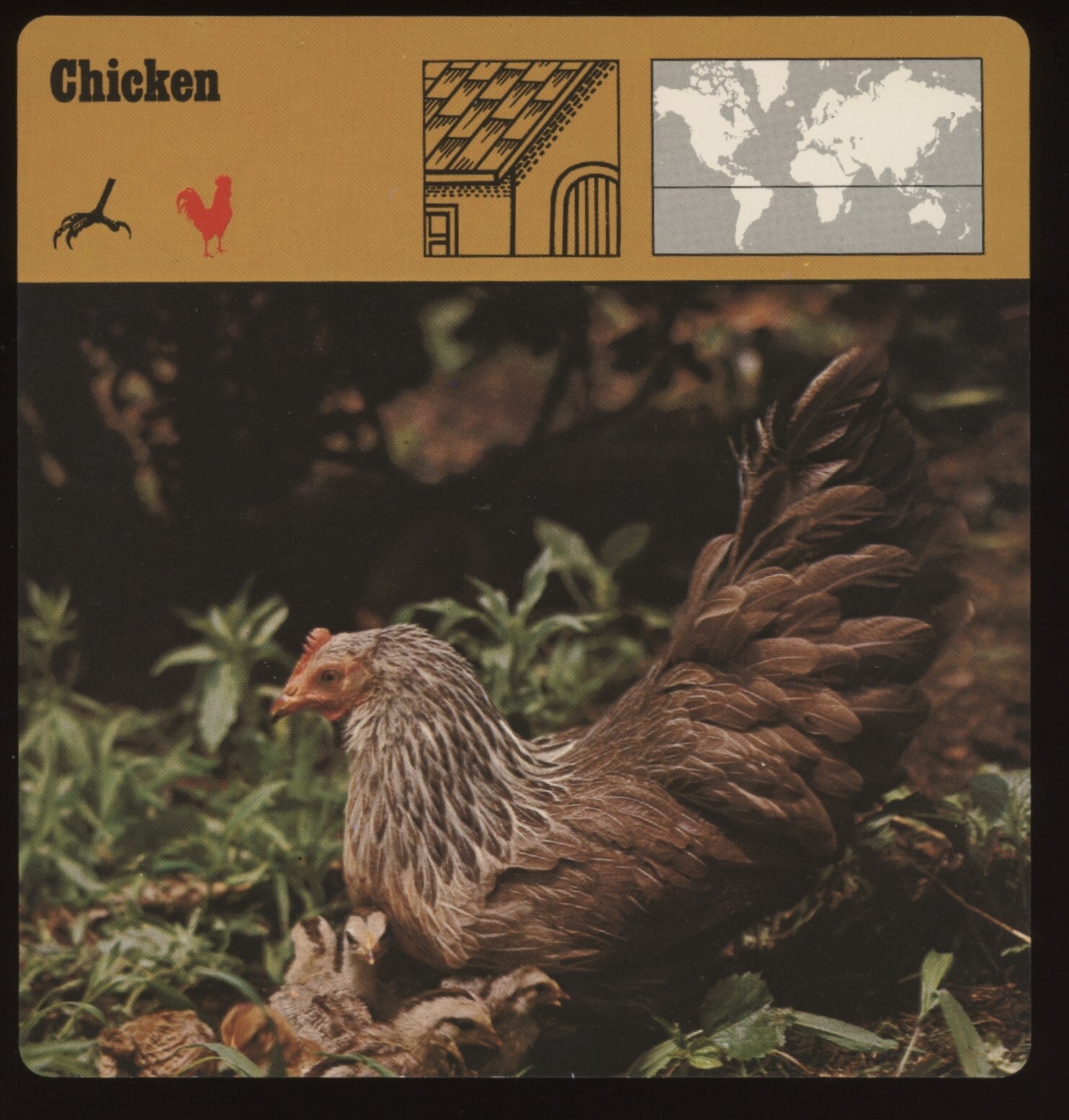 Chicken Safari Cards Rencontre Birds | eBay