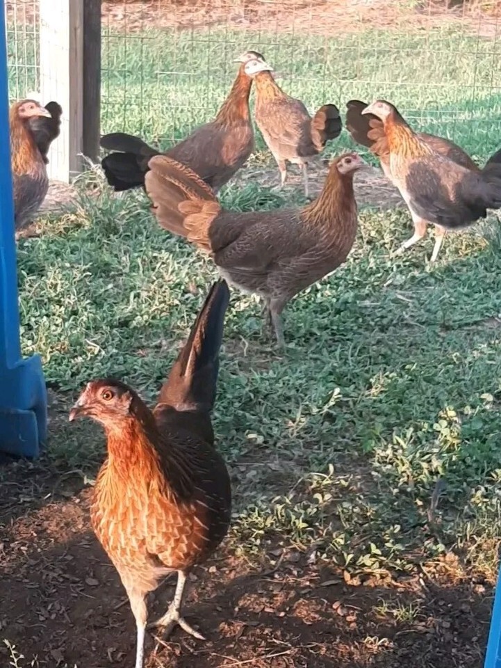 12 Blueface Hatch Chicken Hatching Eggs. | eBay