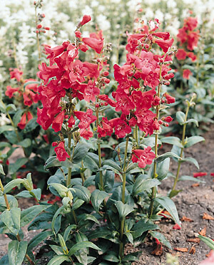 Penstemon Tubular Bells Red 250 seeds | eBay