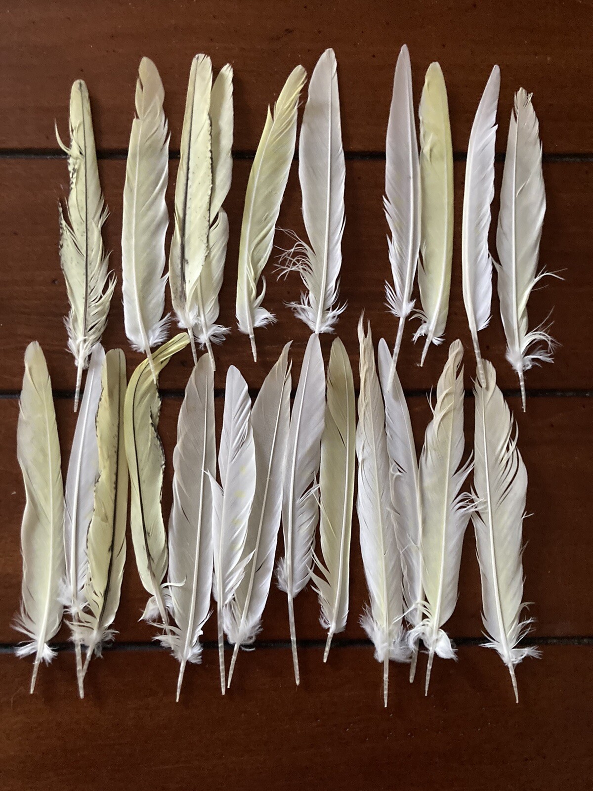 YELLOW /white COCKATIEL Feathers --23 Naturally Molted | eBay