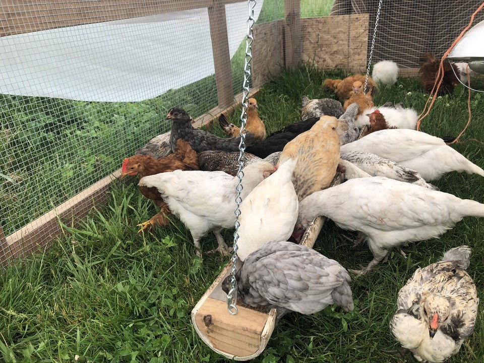 Hatching Eggs RAINBOW LAYERS / OLIVE EGGERS 10+2 NPIP Pure Breeds possible Dozen | eBay