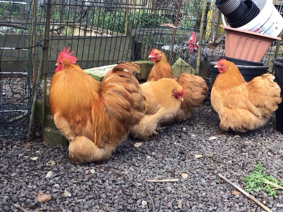 Buff Pekin Bantam Eggs - Box Of 6* | eBay UK