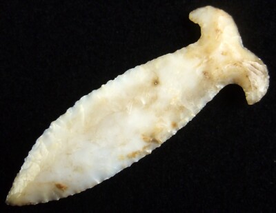 Exceptionally Fine Florida Simpson Mustache Point with T&T COA ...