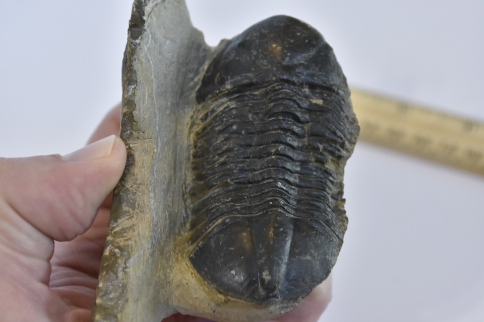 Trilobite Fossil – Extra Large 3" Specimen – Scutellidae Family ...